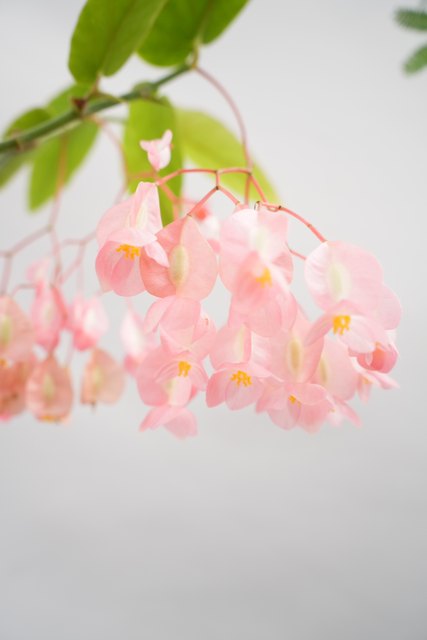 Bamboo Begonia potted green plant INS Internet celebrity plant window ...