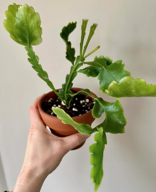 Wrinkle wire reed green fish tail hanging viewing leaf silk reed cactus