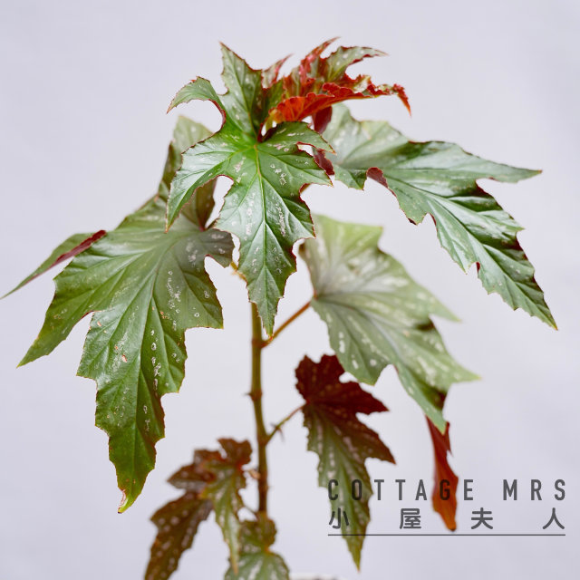 Sophie Begonia Bamboo Indoor Balcony Living Room Window Sill Ins Wind ...