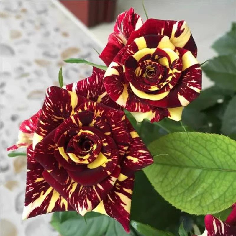 Meteor shower rose seedlings, cut roses, mutated varieties that can ...