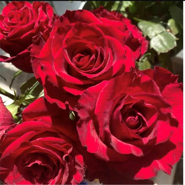 Balcony rose potted with buds blooming flowers all year round red rose