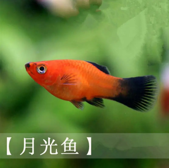 Black-tailed Moonlight Fish Mickey Mary ornamental fish is easy to keep ...