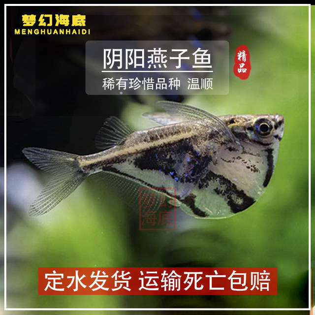 South American fish, upper fish, yin and yang swallow fish, black ...