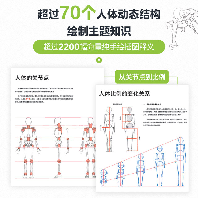 Free poster] Principles of Human Body Structure and Painting Teaching ...