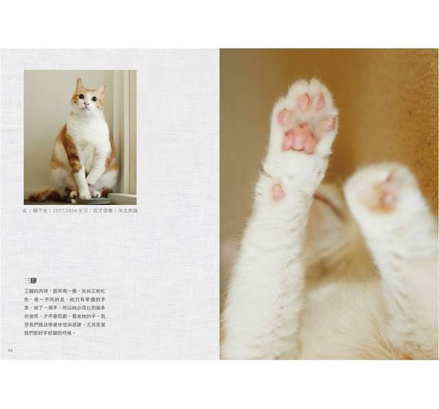 Taiwan version Cat feeding method breeding strategy knowledge ...