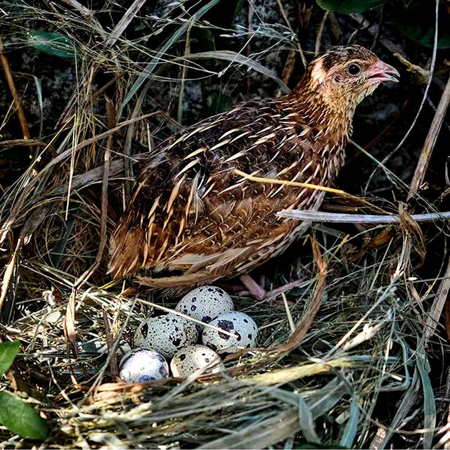 Shaoguan Farmers Miscellaneous Grain Feed Fresh Quail Egg 70 Birds Raw Egg quail Bird Egg Baby ...