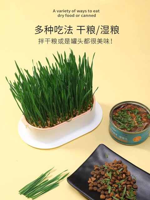 Potted cat grass, soilless hydroponic wheat seeds, hair balls, cat mint ...