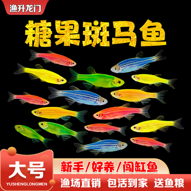 Zebrafish live red and blue butterfly wings are good for raising ...