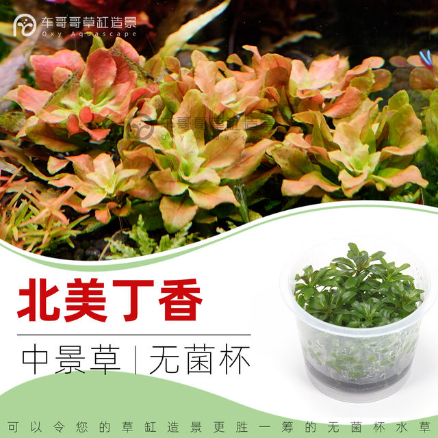 North American lilac sterile cup middle back grass red grass fish tank ...