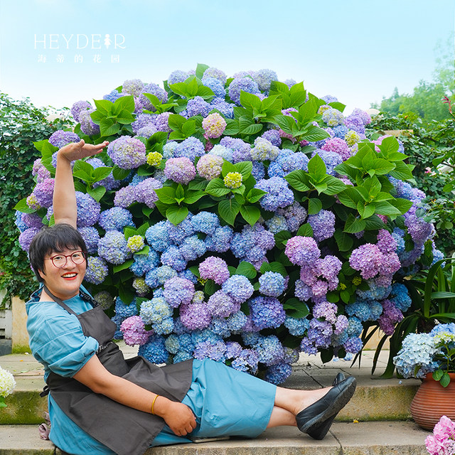 Heidi's Garden Hydrangea Potted Flower Seedlings Endless Summer Large ...