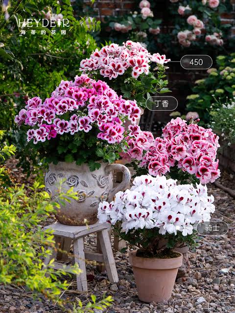 Heidi's Garden Geranium Seedlings Potted Plants with Double Petals and ...
