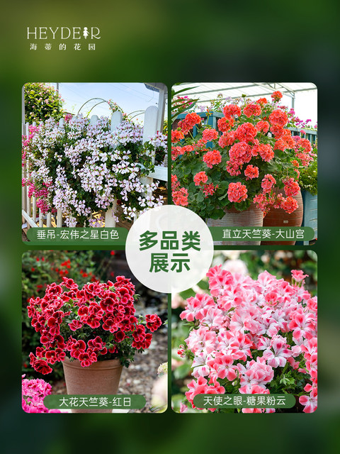 Heidi's Garden Geranium Seedlings Potted Plants with Double Petals and ...