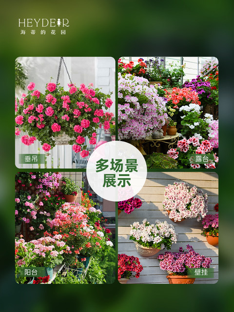 Heidi's Garden Geranium Seedlings Potted Plants with Double Petals and ...