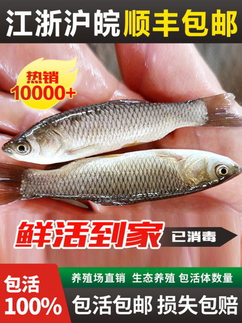 Grass carp fry snail green fish fry fat head carp silver carp silver ...