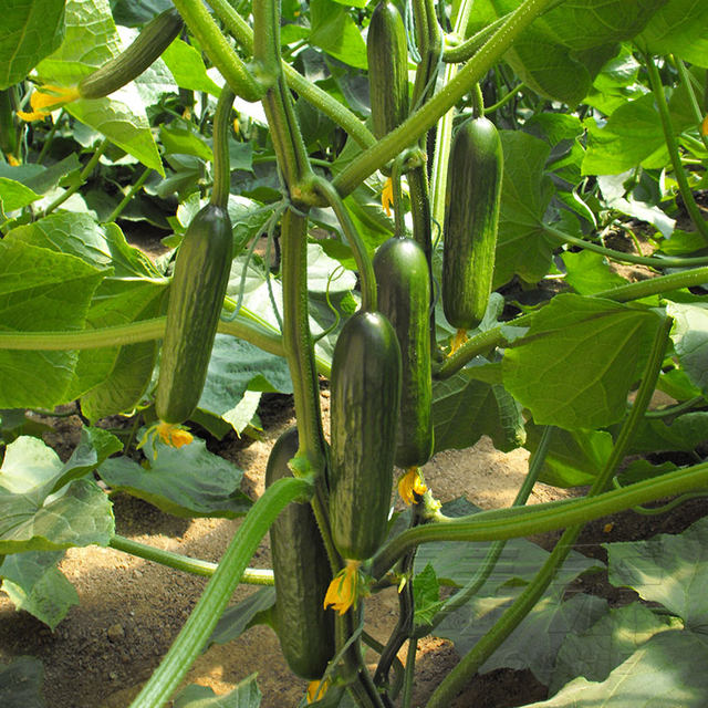 Dutch fruit cucumber seedlings summer potted seedlings autumn cucumber ...