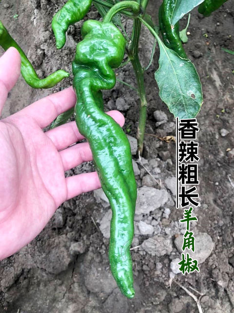 Screw pepper seedlings, small pepper seedlings, four seasons of ...