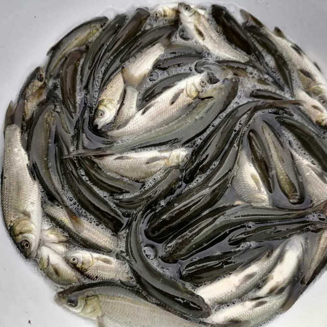Herring fry freshwater culture edible screw green and black Anhui carp ...