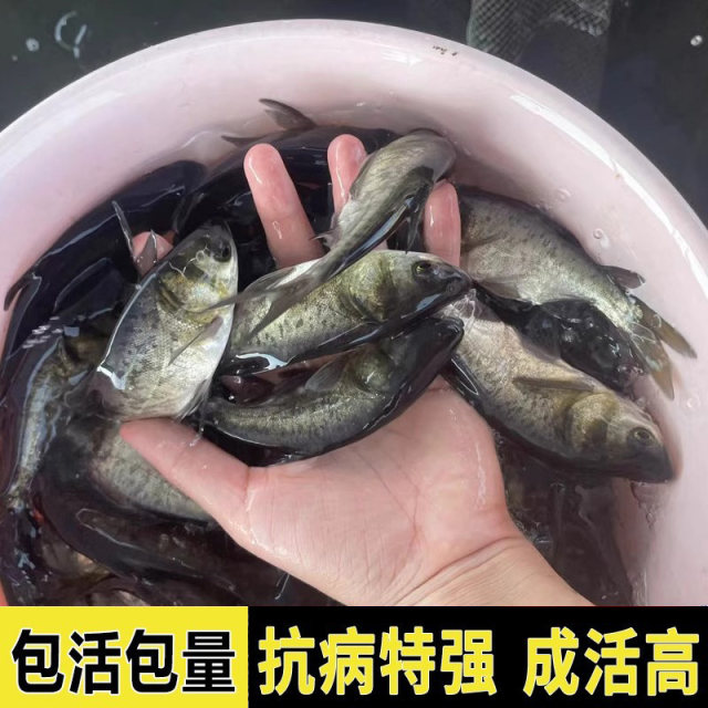 Silver carp fry, black bighead carp fry, fat-headed fish fry, big ...