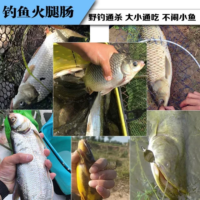 Fishing ham fish bait wild fishing kill crucian carp carp grass carp ...
