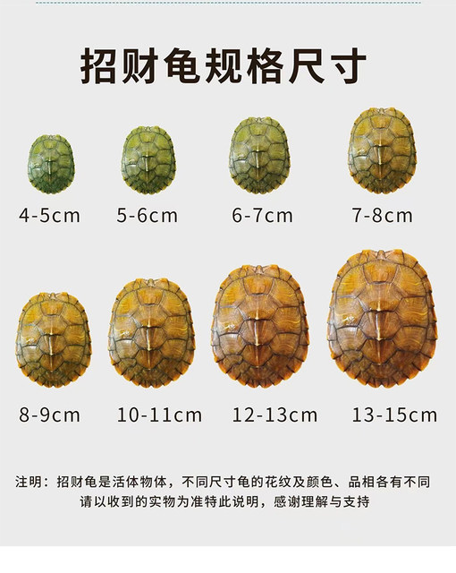 Turtle living animal Brazilian tortoise couple golden tortoise pet ...