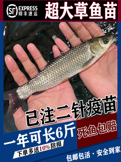 Grass carp fry, crispy anhui fry, silver carp, white silver carp, screw ...