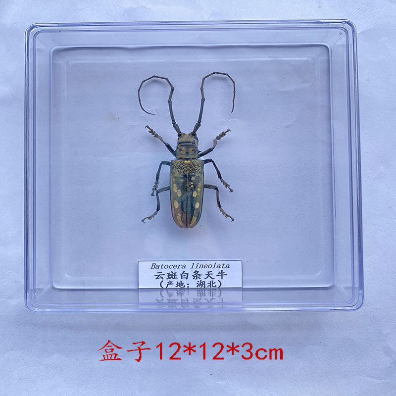 True Insect Butterfly Specimen Box | Student Science Display Collection