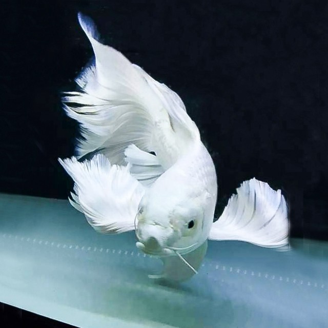 Butterfly carp purebred freshwater koi fry red grass gold ornamental ...