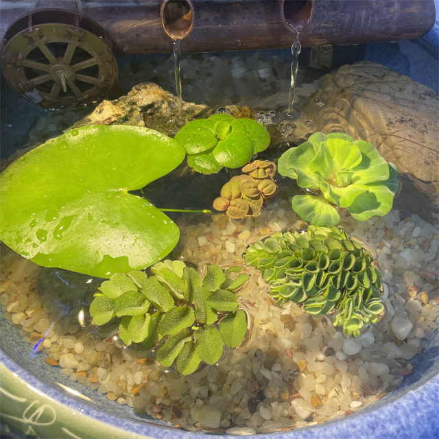 One-leaf lotus fish tank aquatic culture plant real grass landscaping ...