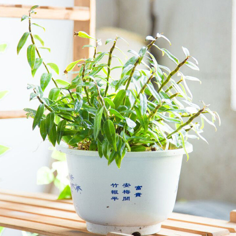 Dendrobium Seedlings Iron Maple Bucket Seedlings 500g Dendrobium Flower ...