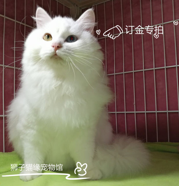 Shandong Linqing lion cat cub living long hair pure white cat with ...