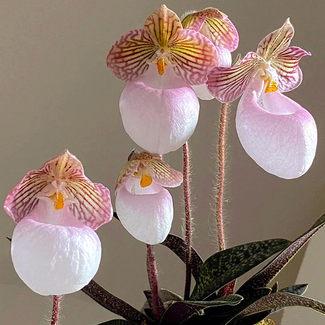 Jade Girl Paphiopedilum with buds, hard leaves, Golden Boy Cattleya ...