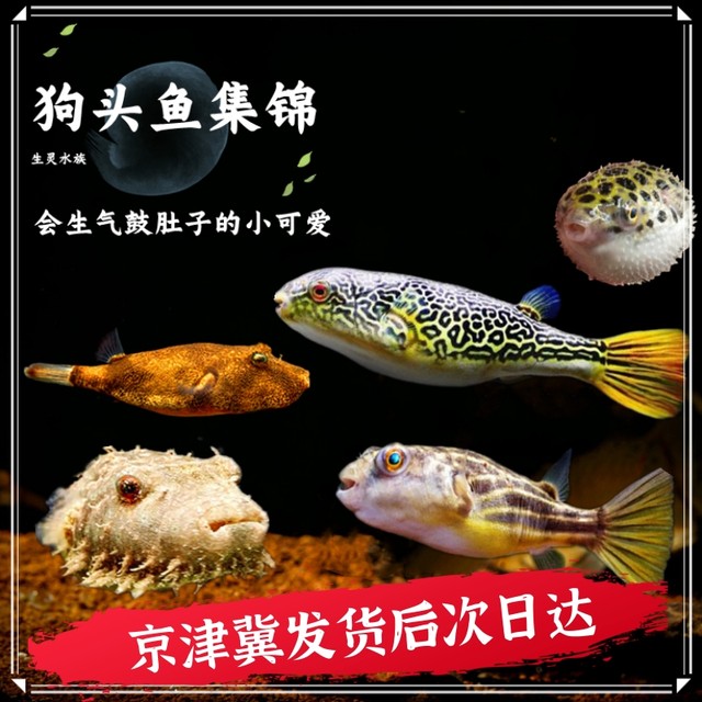 Tropical ornamental fish zebra dog head fish freshwater puffer fish fur ...