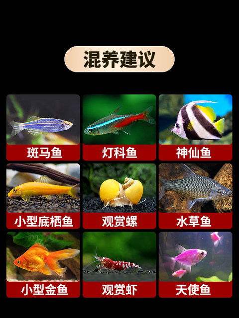 Guppies tropical fish fry ornamental fish small fish to survive and ...