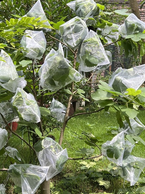 Fruit bagging, bird-proof and insect-proof special mesh bag, tomatoes ...