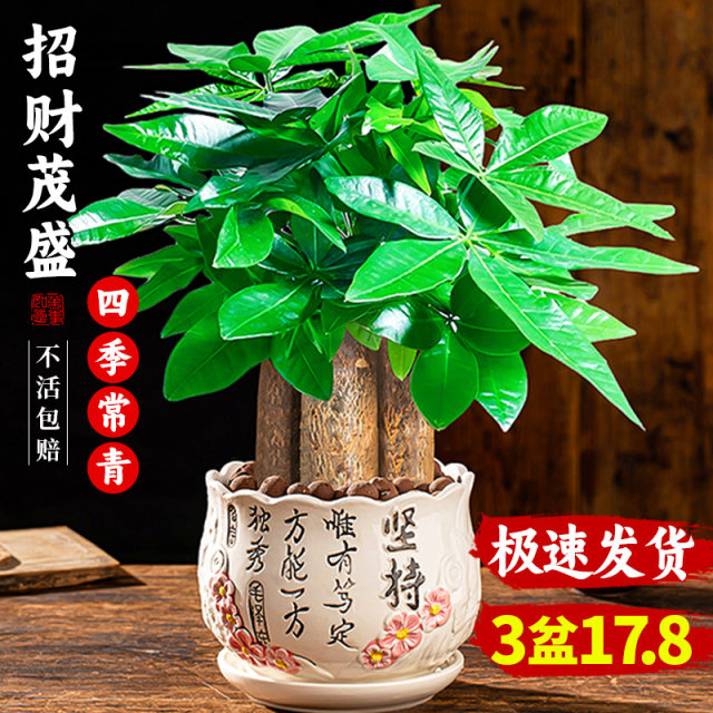 Money tree small potted flowers and green plants in the office ...