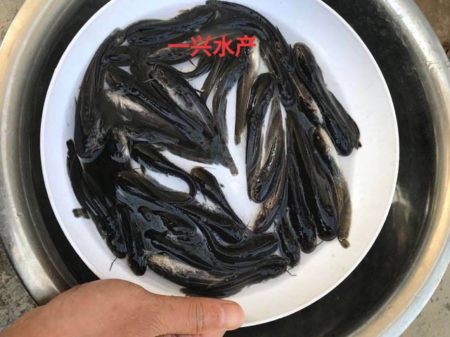 Southern largemouth catfish fry six-bearded catfish fry soil catfish ...