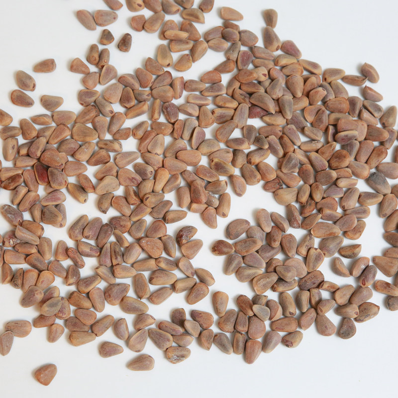 Pine Nuts Daxinganling - Fresh Raw Bulk Wild Specialties of ...