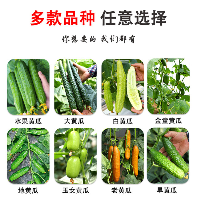 Fruit cucumber seedlings dry grafted high yield large cucumber spring ...