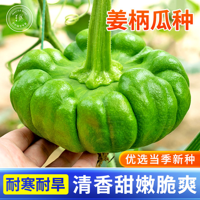 Yunnan ginger handle melon seeds seeds spring, summer and autumn seven ...