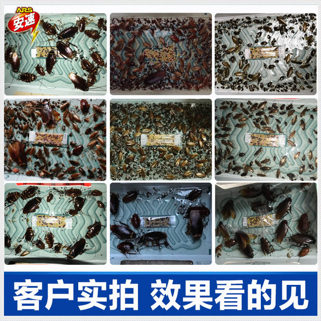 Japan imports Ansu Xiaoqiang Huihui Cockroach House Trap Killer Sticker ...