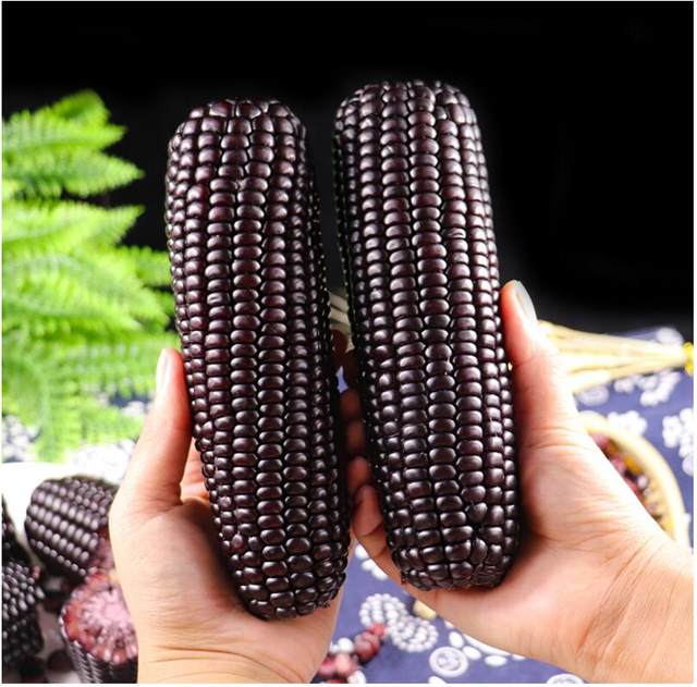 Northeast black glutinous corn 10 fresh purple sticky corn sticks are ...