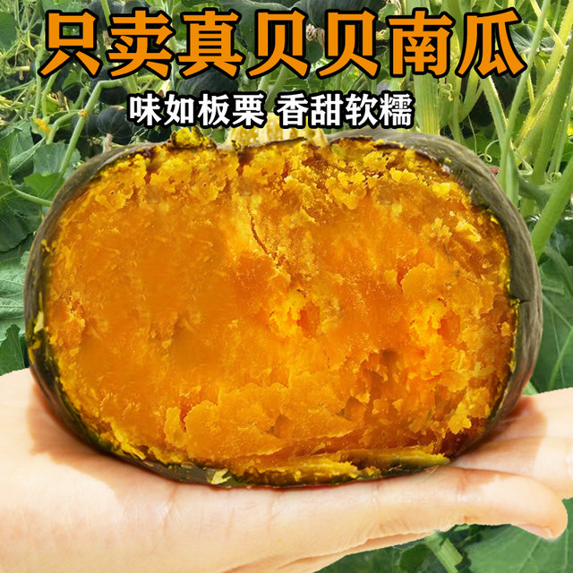 Beibei Pumpkin Chestnut Flavor Beibei Small Pumpkin 5 Jin [Jin equals 0 ...
