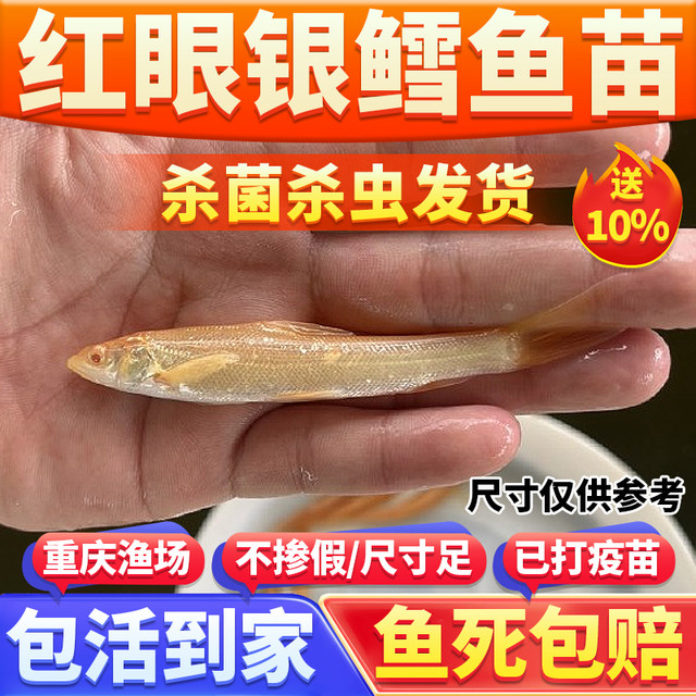 Silver cod fry, freshwater culture, edible large scale barbel fry, cod ...