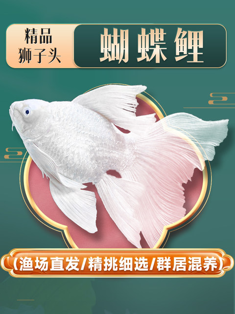 Taiwan butterfly carp ornamental fish cold water fish koi fish big fin ...