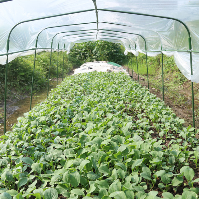 Medium and large vegetable insulation greenhouse, vegetable greenhouse ...