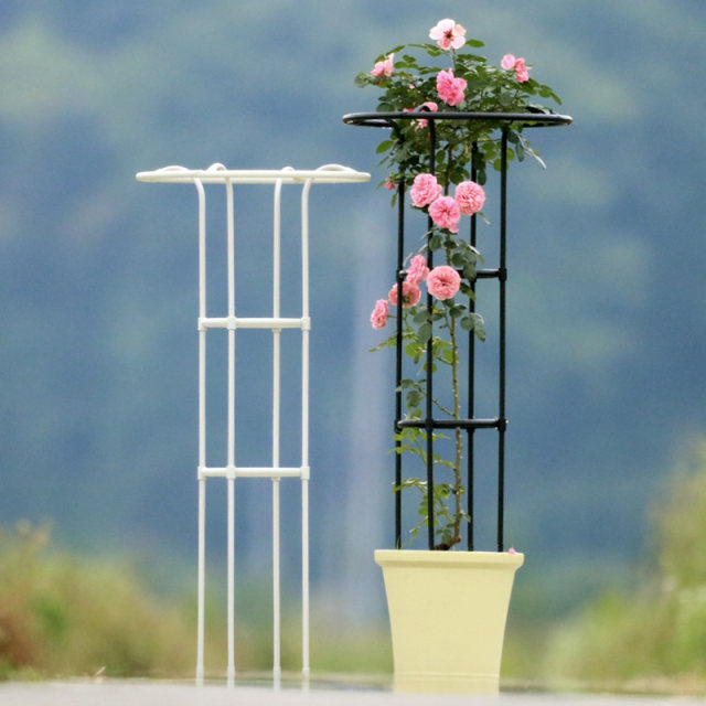 The third generation of umbrella-type climbing pergola, rose flower ...