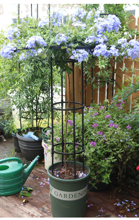 Gardening single-circle umbrella-shaped rose climbing vine frame rose ...