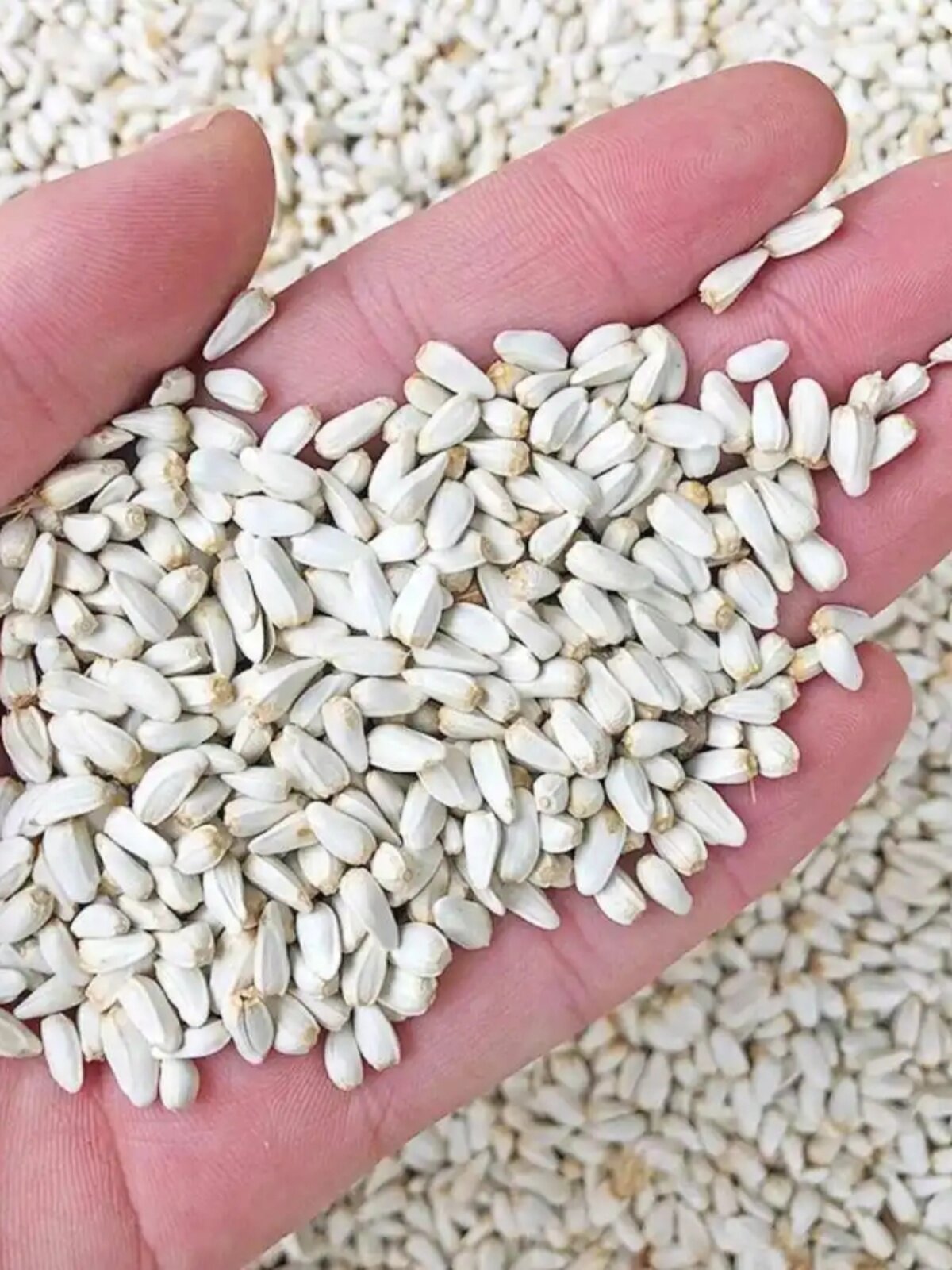 Safflower seeds mysterious parrot bird food pigeons, pet snacks ...