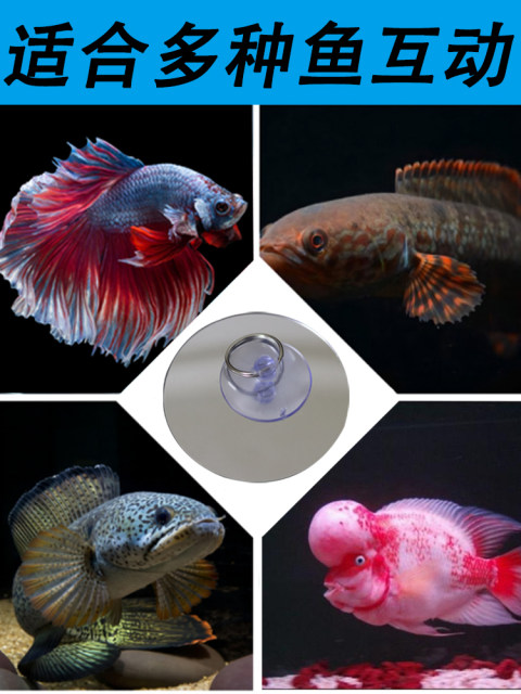 Thunder dragon fish training mirror, fighting fish Arhat, double-sided ...