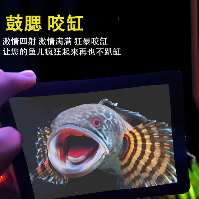 Thunder dragon fish training mirror biting tank gill glass one-way ...